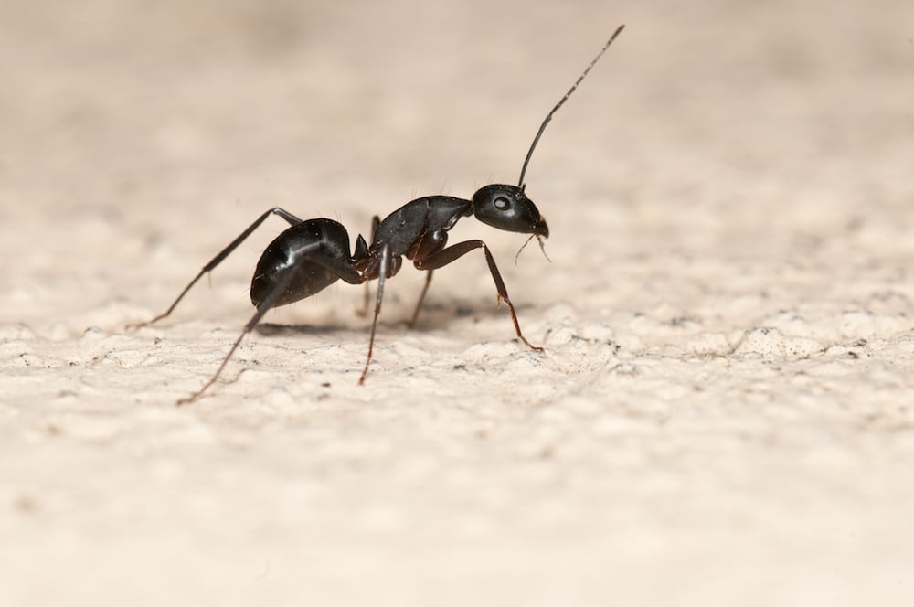 Trusted Ant Exterminator in Topeka | Effective Ant Control